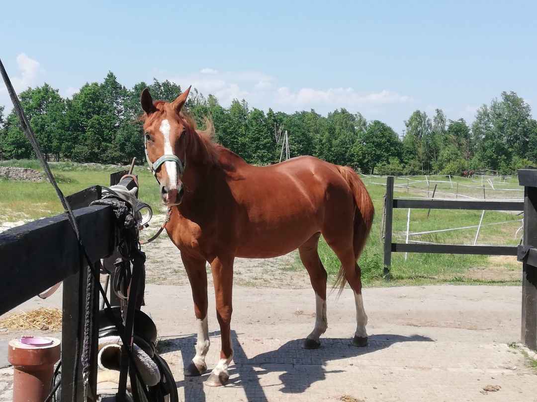 Freizeitpferd Zuchtstute 165cm Anfängerpferd | Pferde