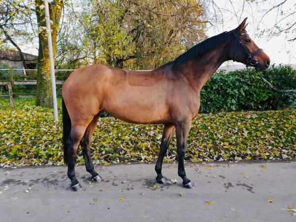 Springpferde kaufen bei All Your Horses