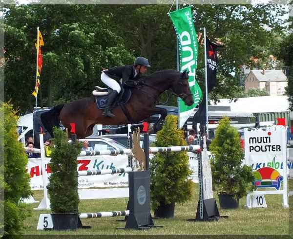 Springpferde kaufen bei All Your Horses