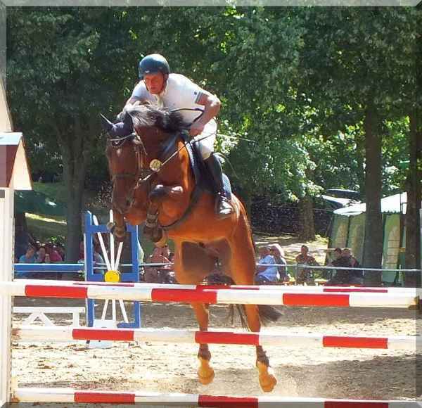 Springpferde kaufen bei All Your Horses