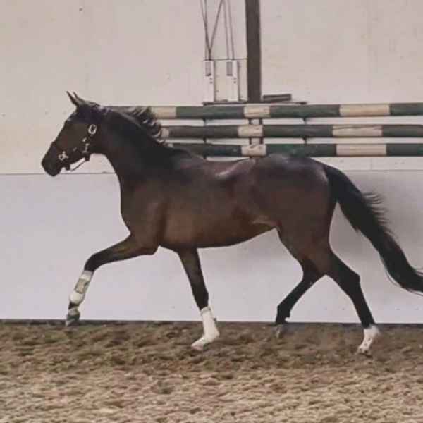 Dressurpferde kaufen bei All Your H | All Your Horses