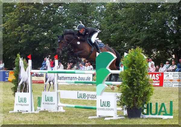 Springpferde kaufen bei All Your Horses