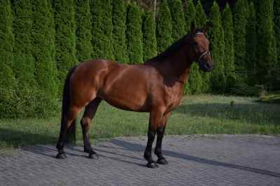 Ein wahres Damenpferd, Springreiten – 2017 Stute! Erzogen und ...