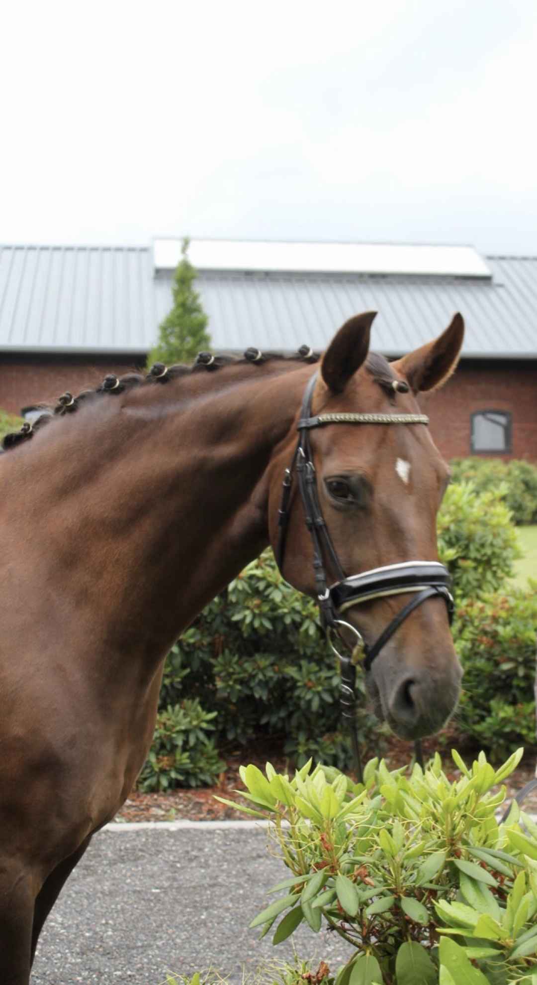 Kompaktes Dressurpferd mit viel Go | Pferde