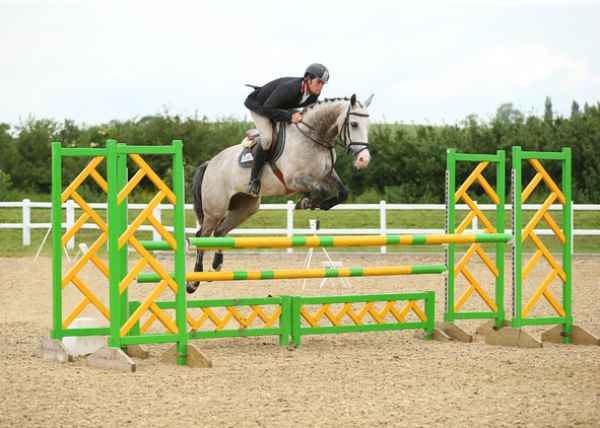 Springpferde kaufen bei All Your Horses