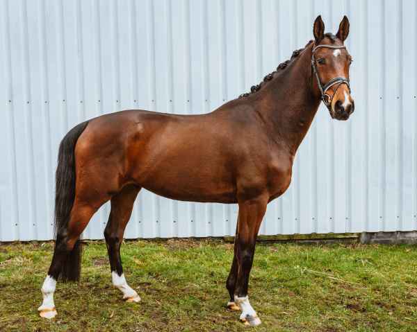 Dressurpferde kaufen bei All Your H | All Your Horses