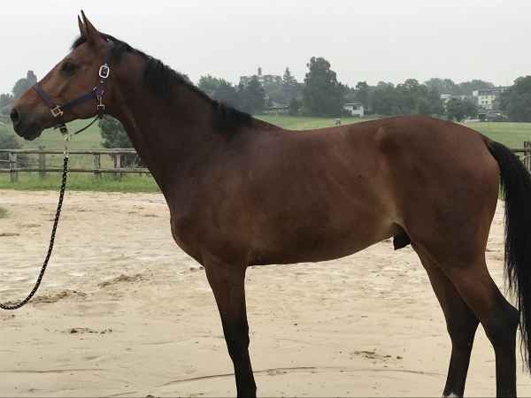 Freizeitpferde kaufen bei All Your | All Your Horses