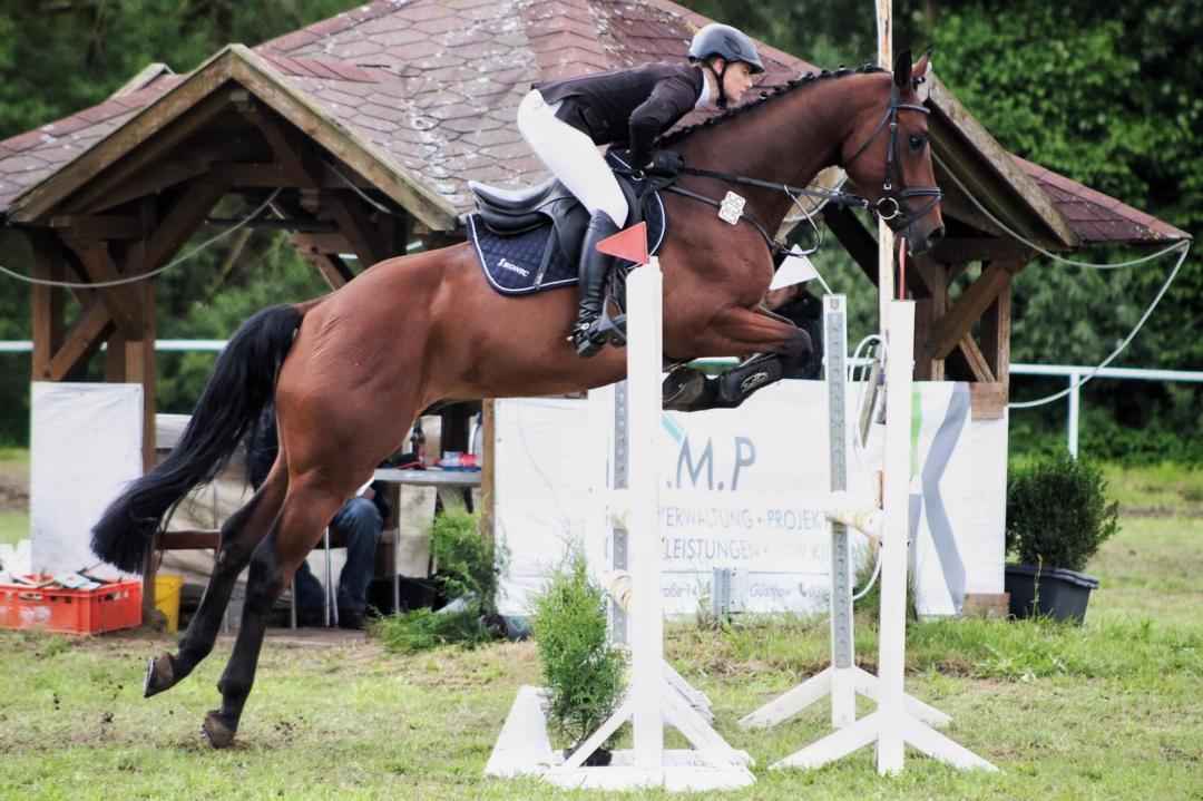 Typvolles Nachwuchsspringpferd | Pferde