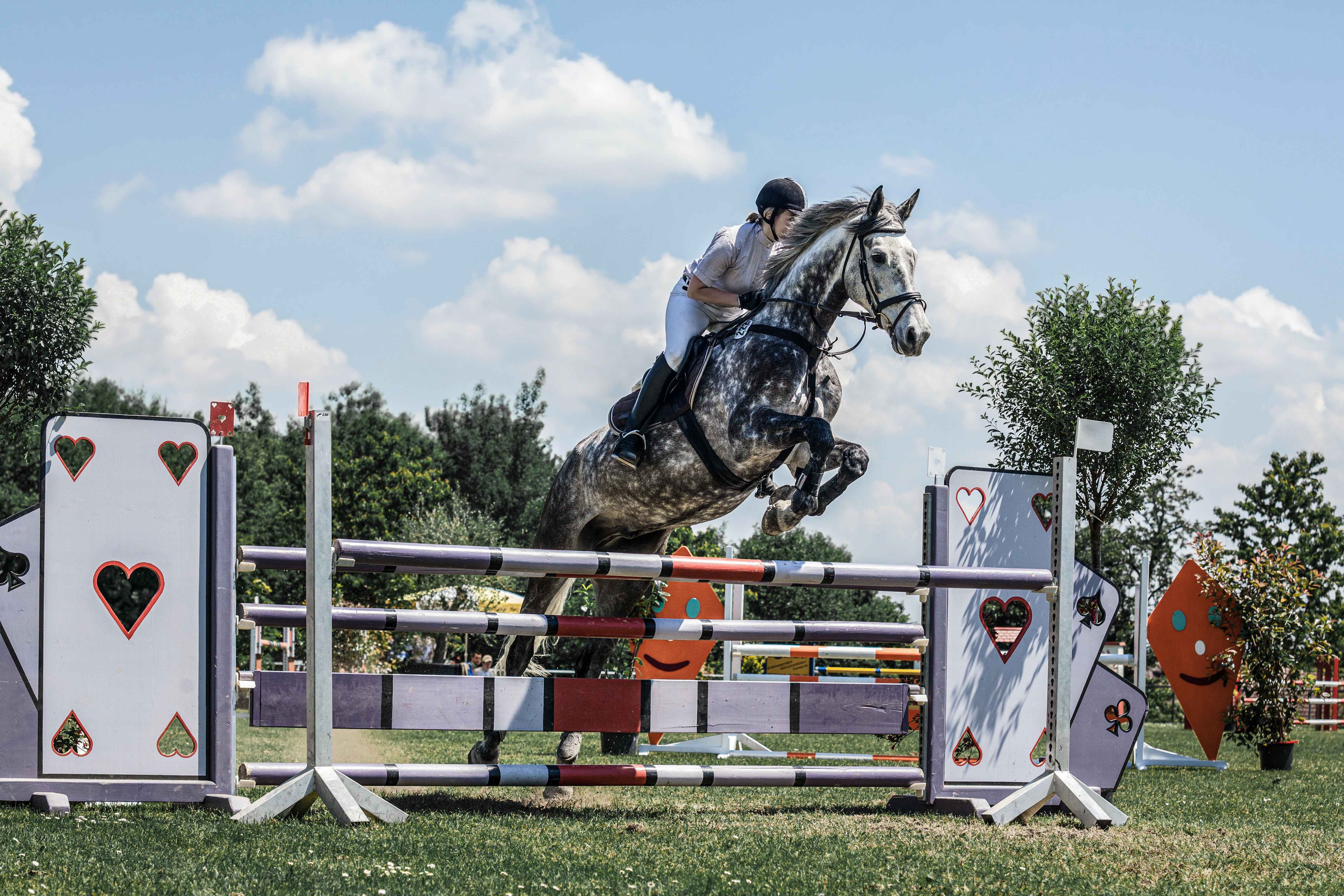 Springpferde kaufen bei All Your Horses