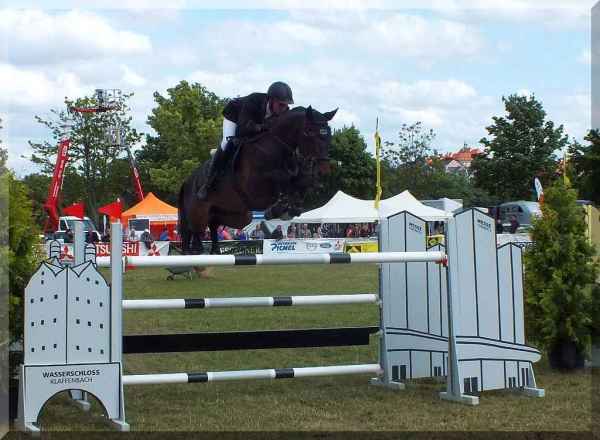 Springpferde kaufen bei All Your Horses