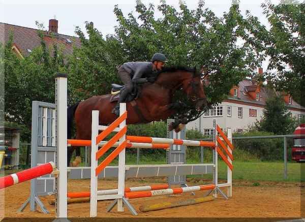 Springpferde kaufen bei All Your Horses