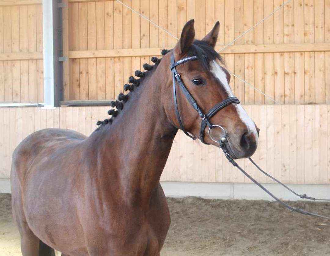 Tolles Pferd für Springen und Dressur, top Charakter | Pferde