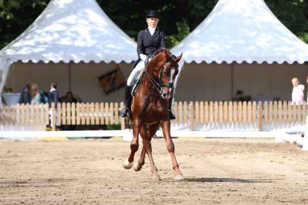 Dressurpferde kaufen bei All Your Horses