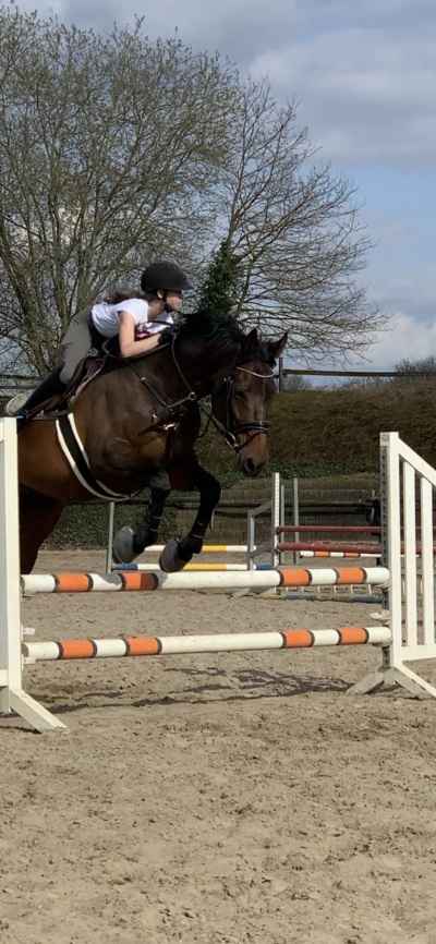 Springpferd Familienpferd/Freizeitpferd | Pferde