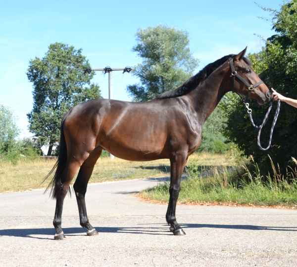 Springpferde kaufen bei All Your Ho | All Your Horses