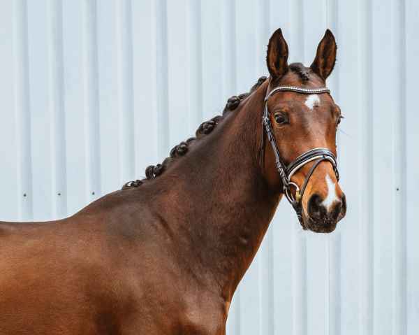 Dressurpferde kaufen bei All Your H | All Your Horses