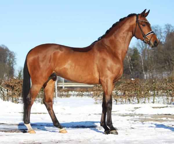 Dressurpferde kaufen bei All Your Horses