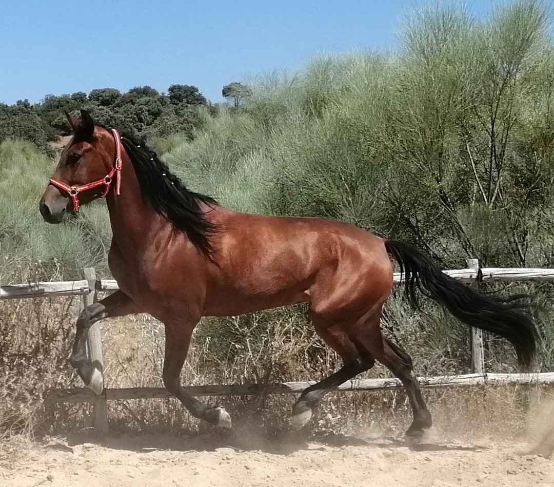 Elegante P.R.E Stute | Pferde