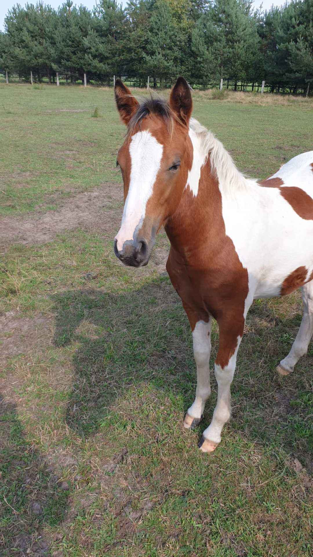 Lewitzer Schecke | Pferde