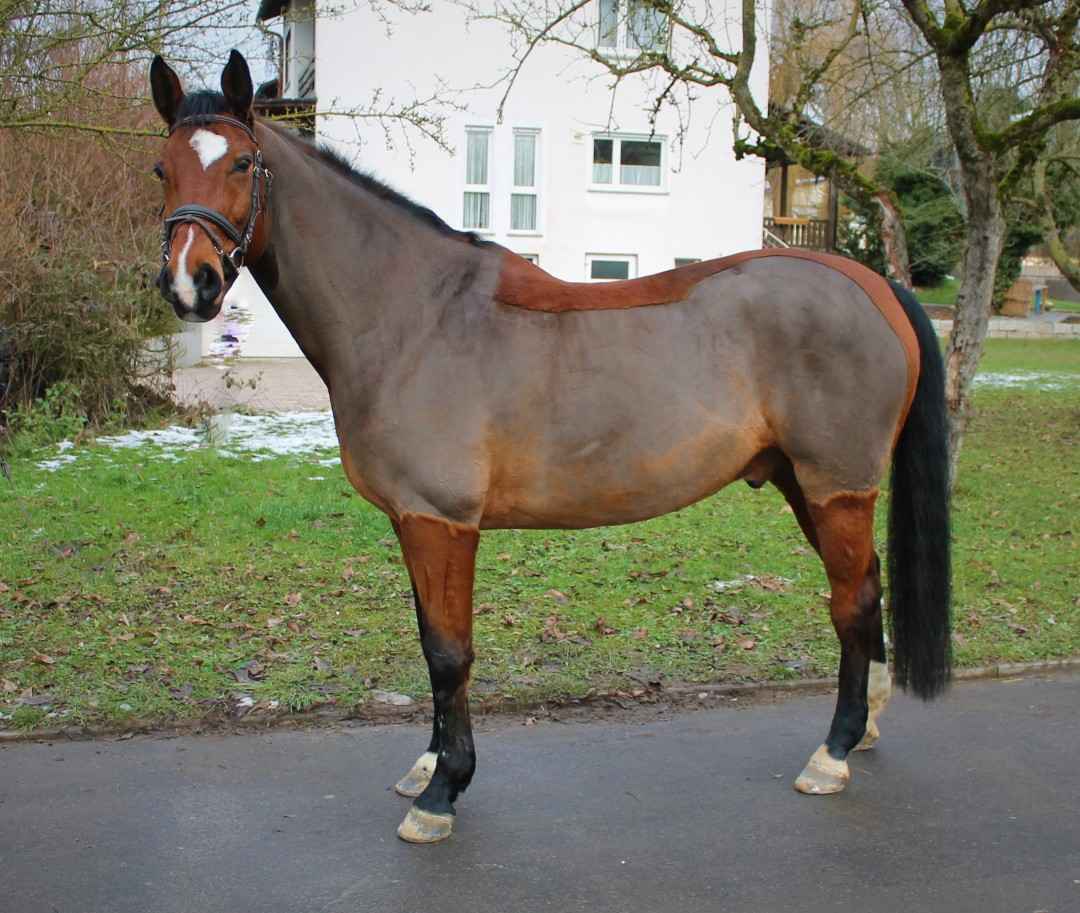 Oldenburger Wallach für den erfahrenen Reiter | Pferde