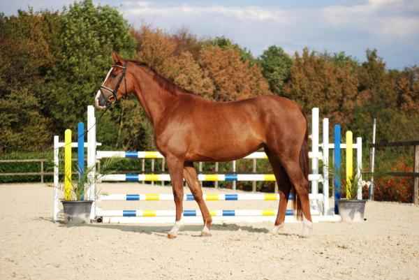 Dressurpferde kaufen bei All Your Horses