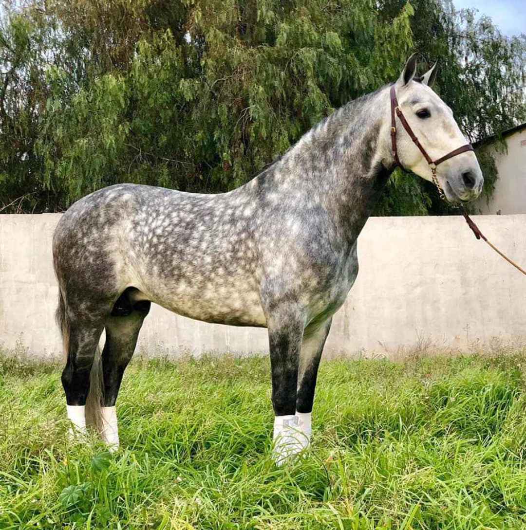 Wunderschöner typvoller 8-jähriger PRE Wallach mit viel Behang | Pferde