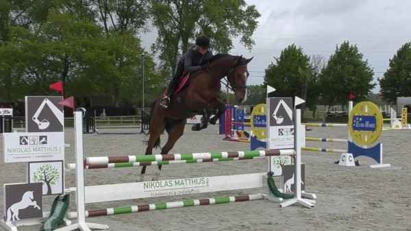 Springpferde kaufen bei All Your Horses