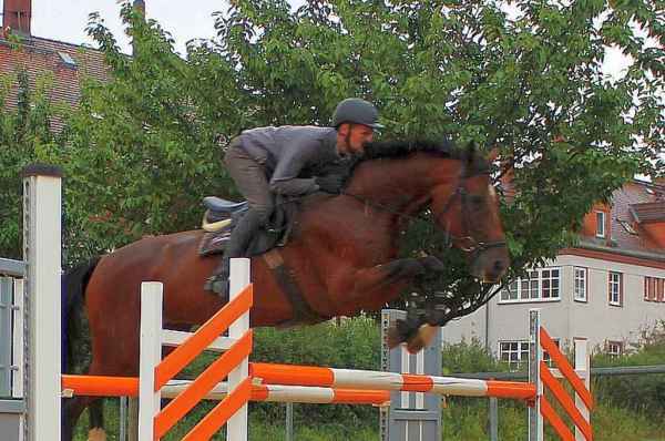 Springpferde kaufen bei All Your Horses