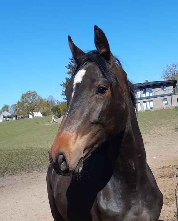 Springpferde kaufen bei All Your Ho | All Your Horses