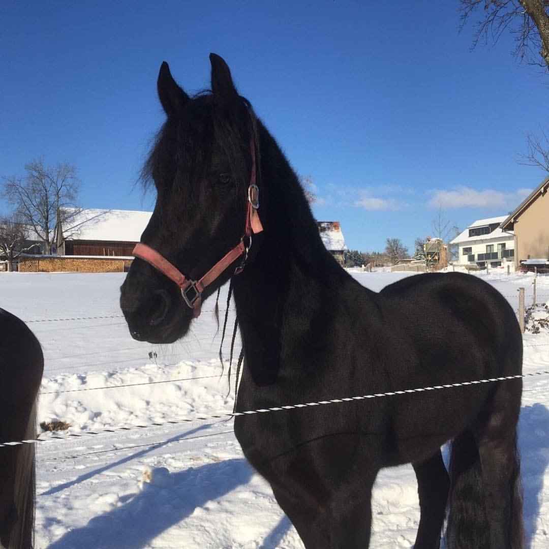 Hübsche Friesenstute | Pferde
