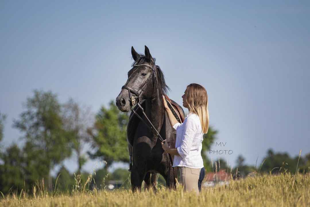 Ein wahres Damenpferd, Springreiten – 2017 Stute! Erzogen und ...