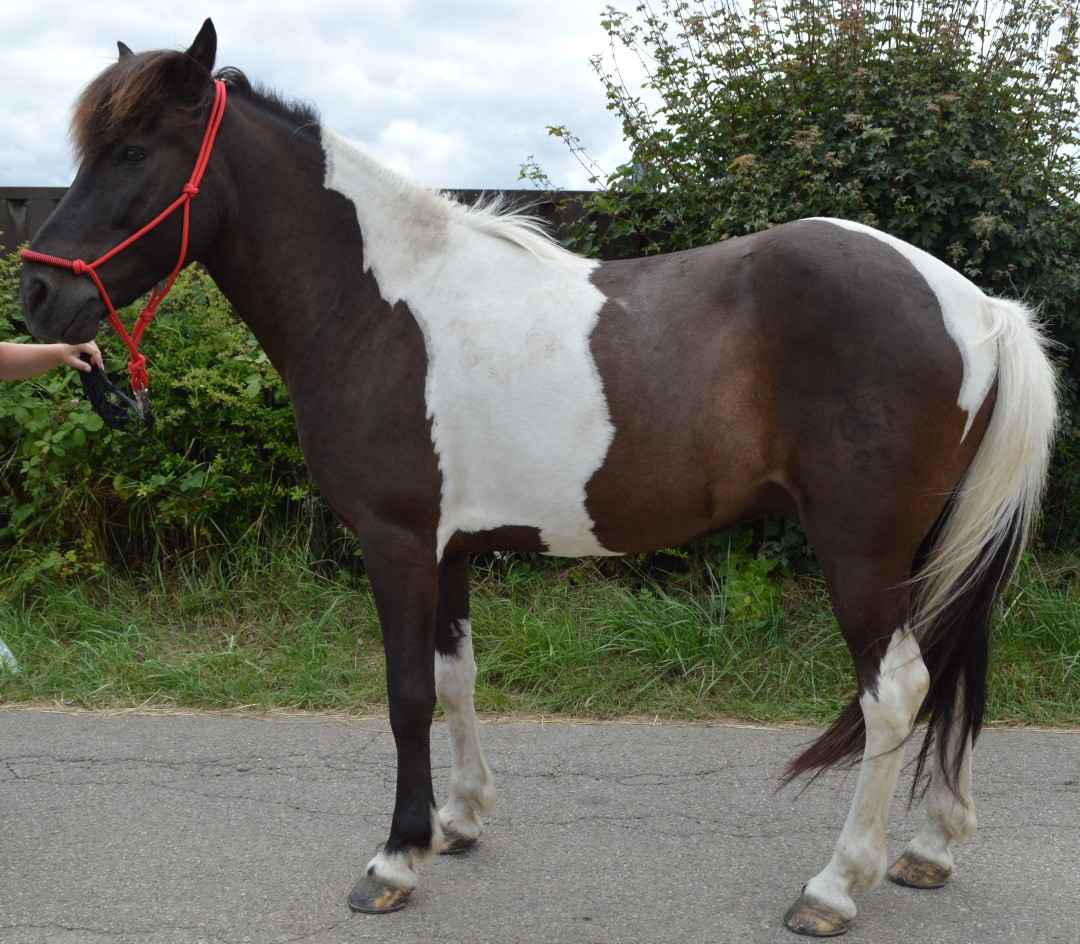 Isländer Islandpferd Fünfgang Rappschecke 9 Jahre | Pferde