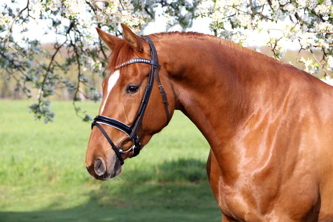 Talentierte Stute mit hochkarätigem Pedigree | Pferde
