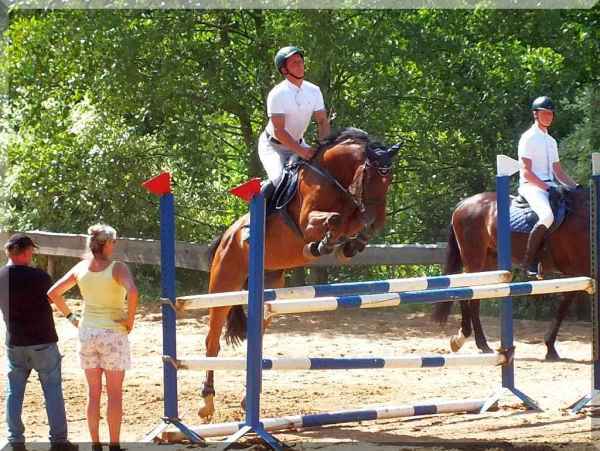 Springpferde kaufen bei All Your Horses