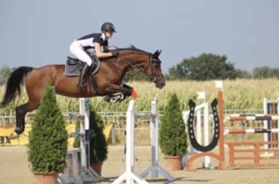 Springpferd S-gewonnen | Pferde